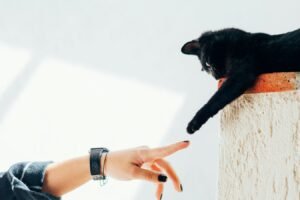 Gatos são mesmo independentes? Mito ou verdade? - IstoÉ Pet